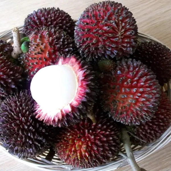 Anak Pokok Pulasan Kahwin | PGMall