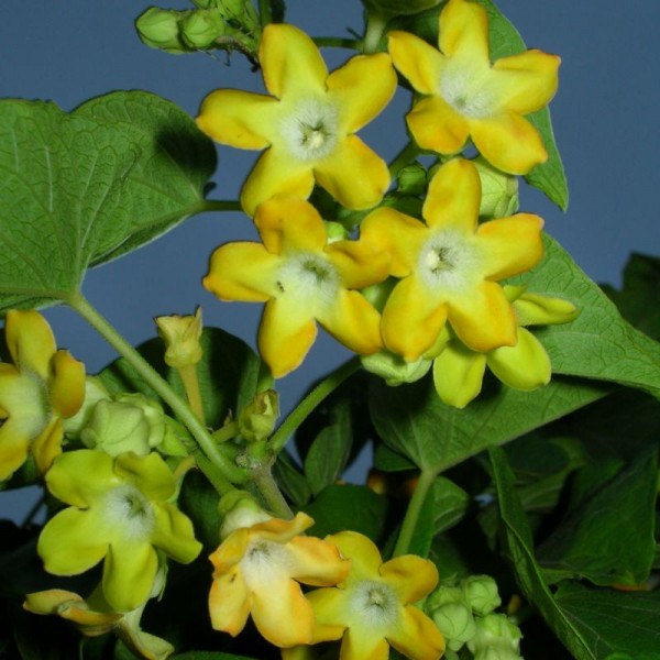 Anak Pokok Bunga Tongkeng Kampung dan Jumbo Kampung | PGMall