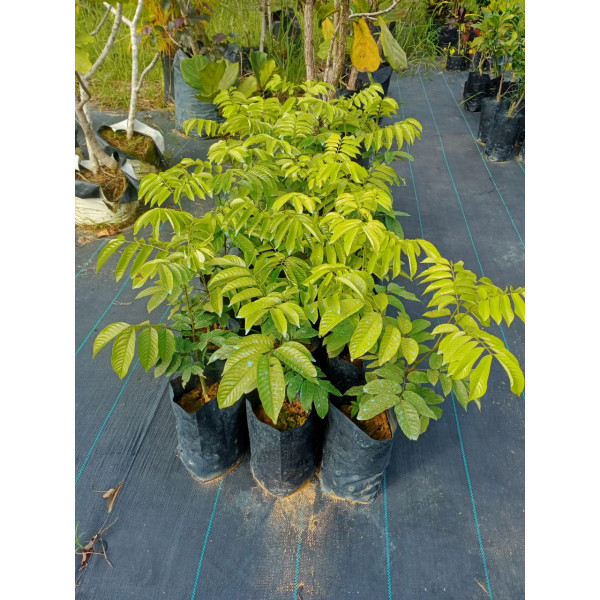 Anak Pokok Pulasan Kahwin | PGMall