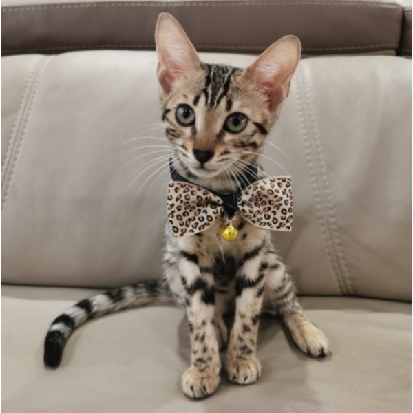 Rantai Kucing Cat Dog Collar Pet Collar Cute Nice Adjustable Pet Neck ...